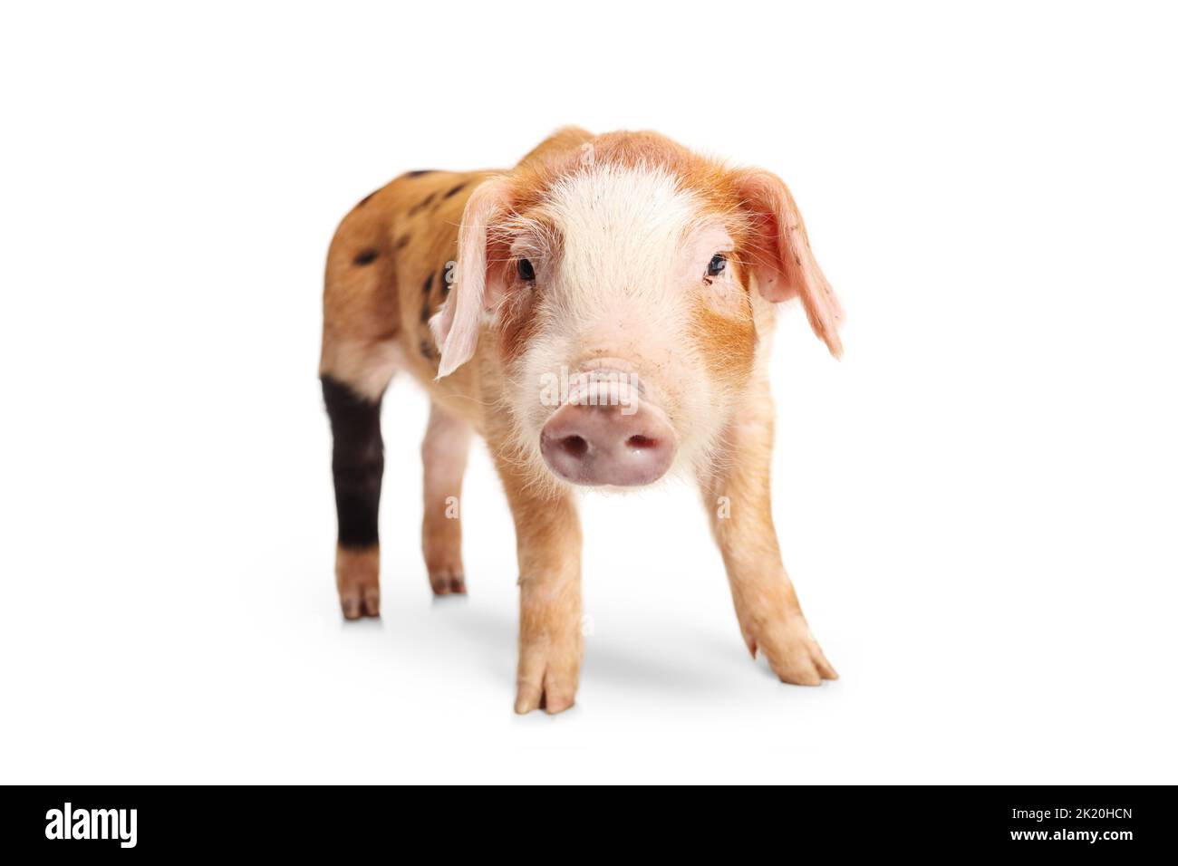 Hog pünktchen -Fotos und -Bildmaterial in hoher Auflösung – Alamy