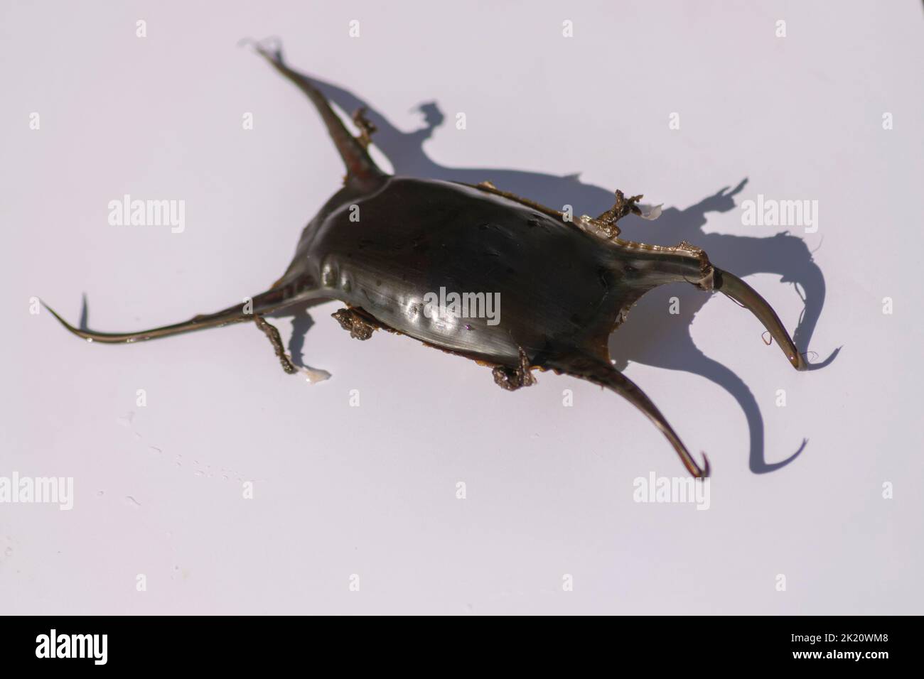 Mermaid Purse, ein Rochenei, das am Strand gegründet wurde. Bio ...