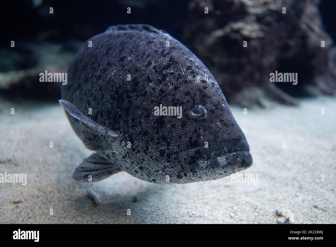 Brindle grouper -Fotos und -Bildmaterial in hoher Auflösung – Alamy