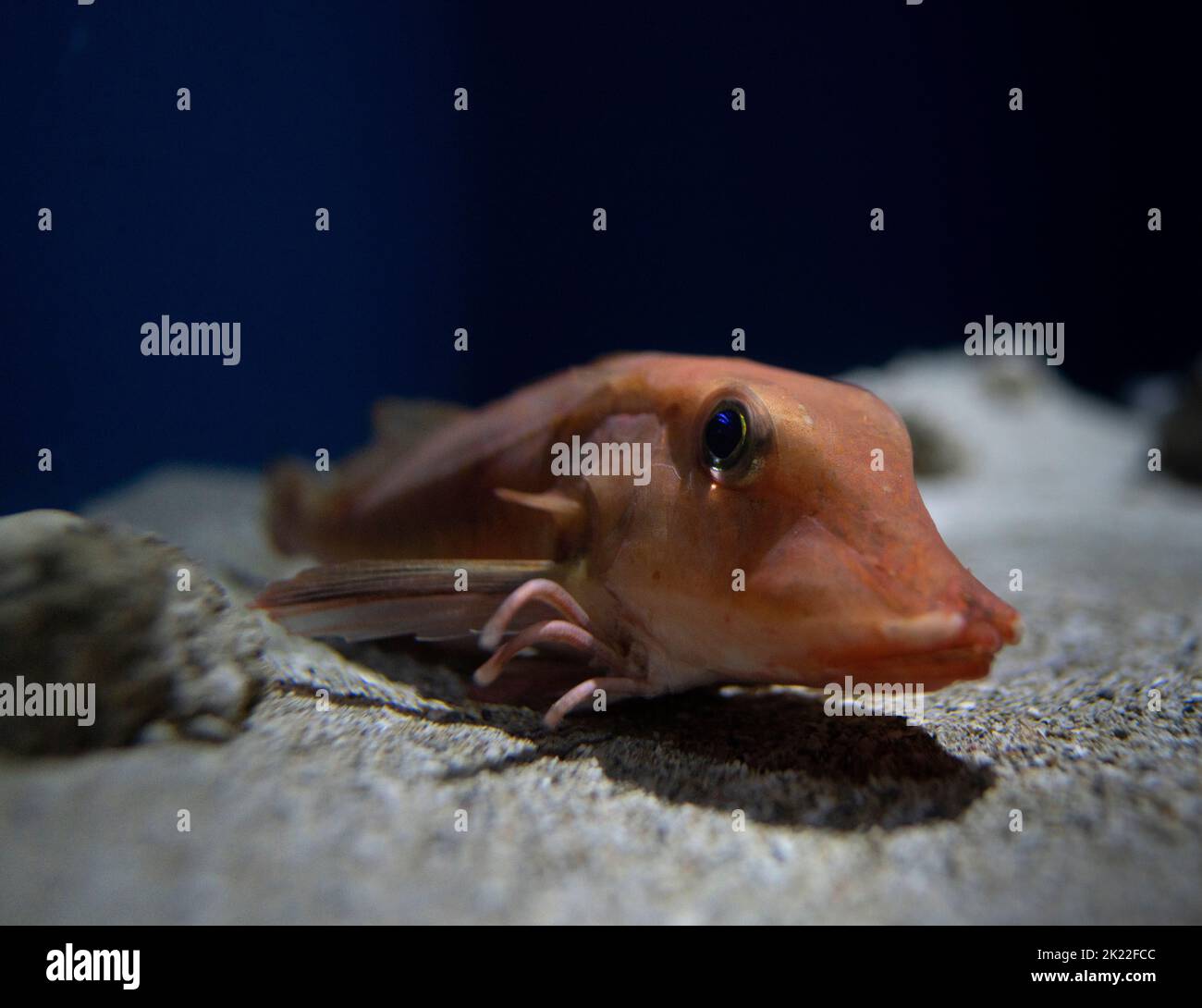 Abyssal fish -Fotos und -Bildmaterial in hoher Auflösung – Alamy