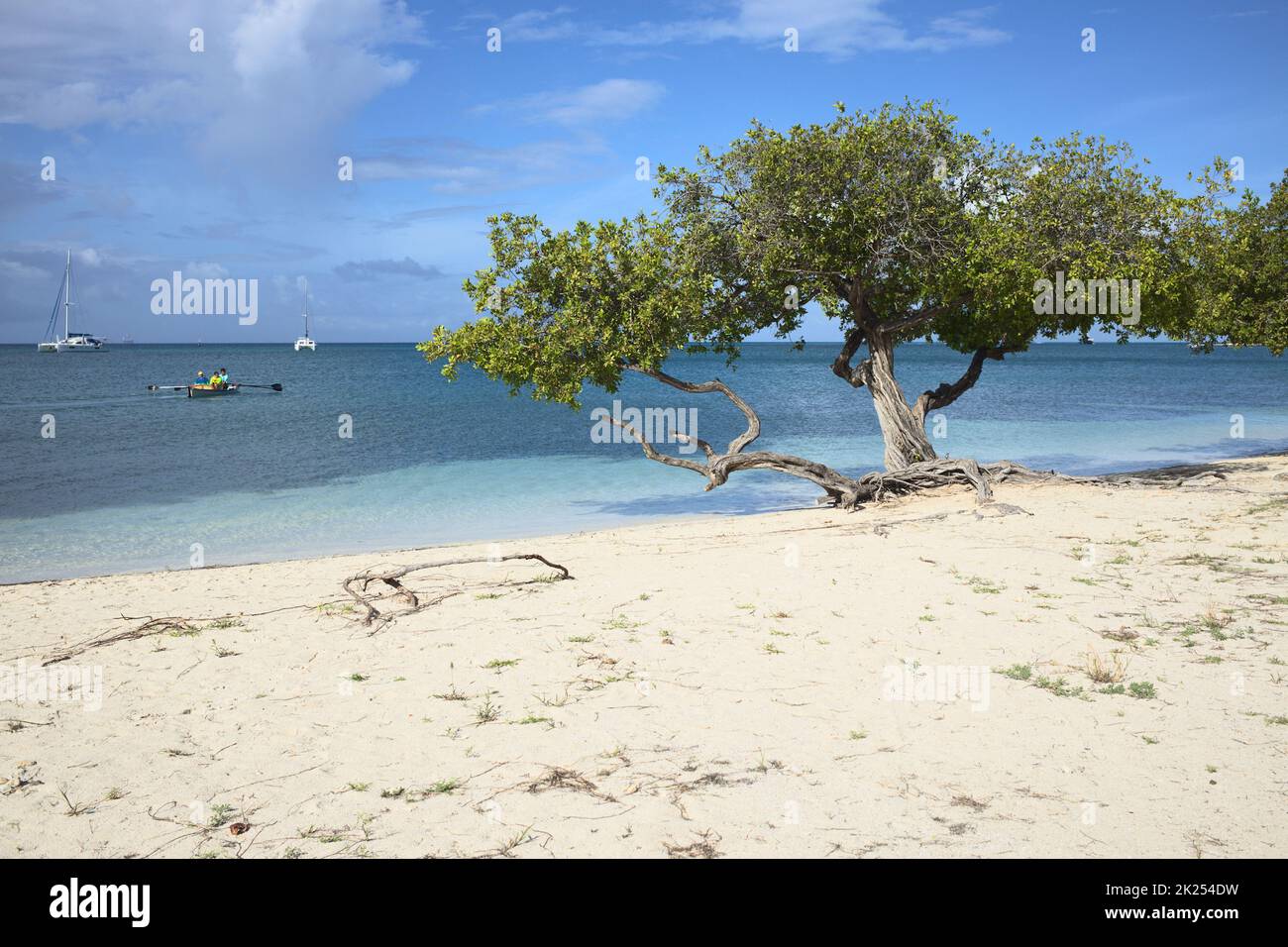 ORANJESTAD, ARUBA - 4. DEZEMBER 2021: Fofoti-Baum (lat. Conocarpus ...