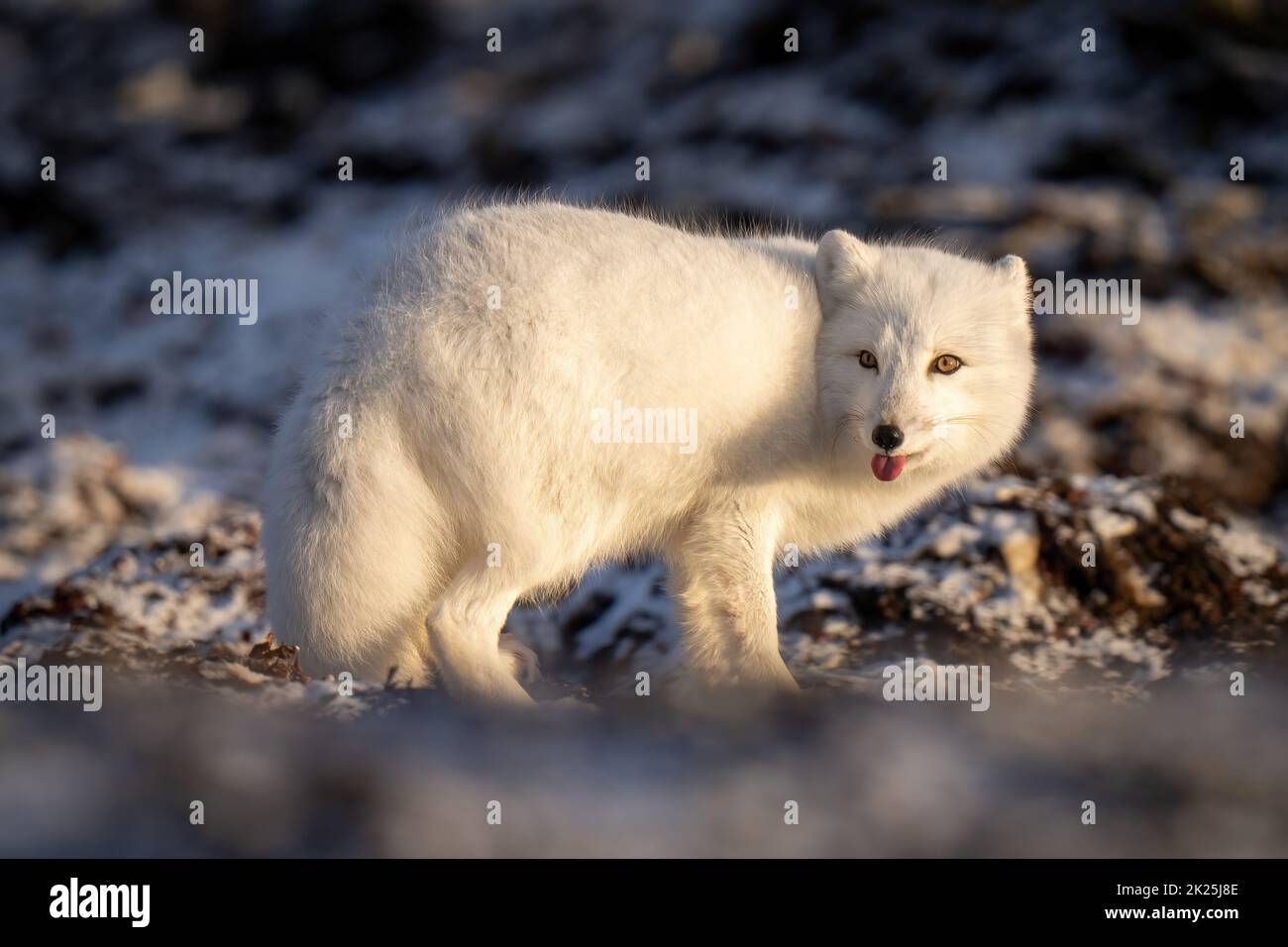 Der Polarfuchs steht auf der Tundra und zeigt Zunge Stockfotografie - Alamy