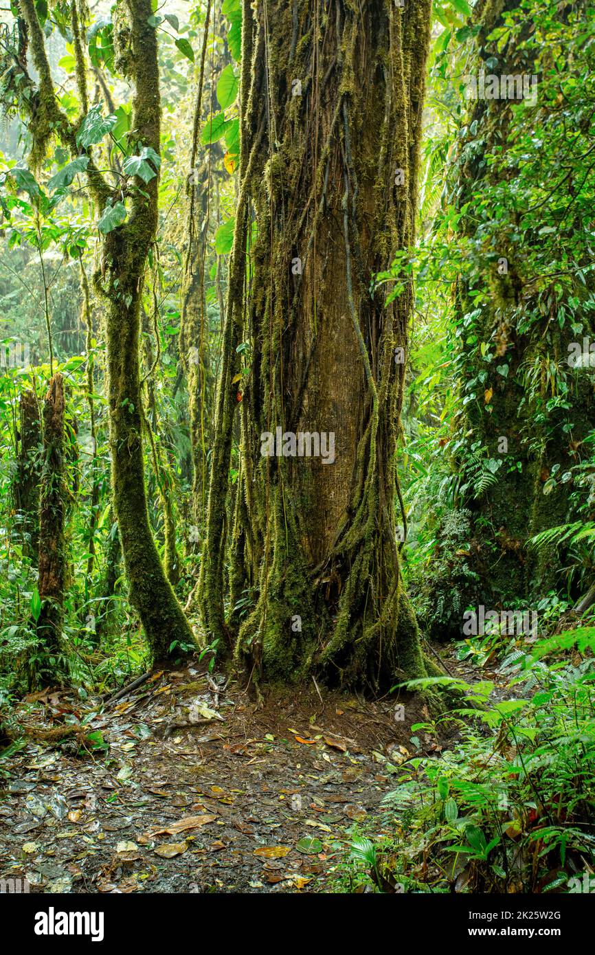 Bosque nuboso bosque nuboso -Fotos und -Bildmaterial in hoher Auflösung ...