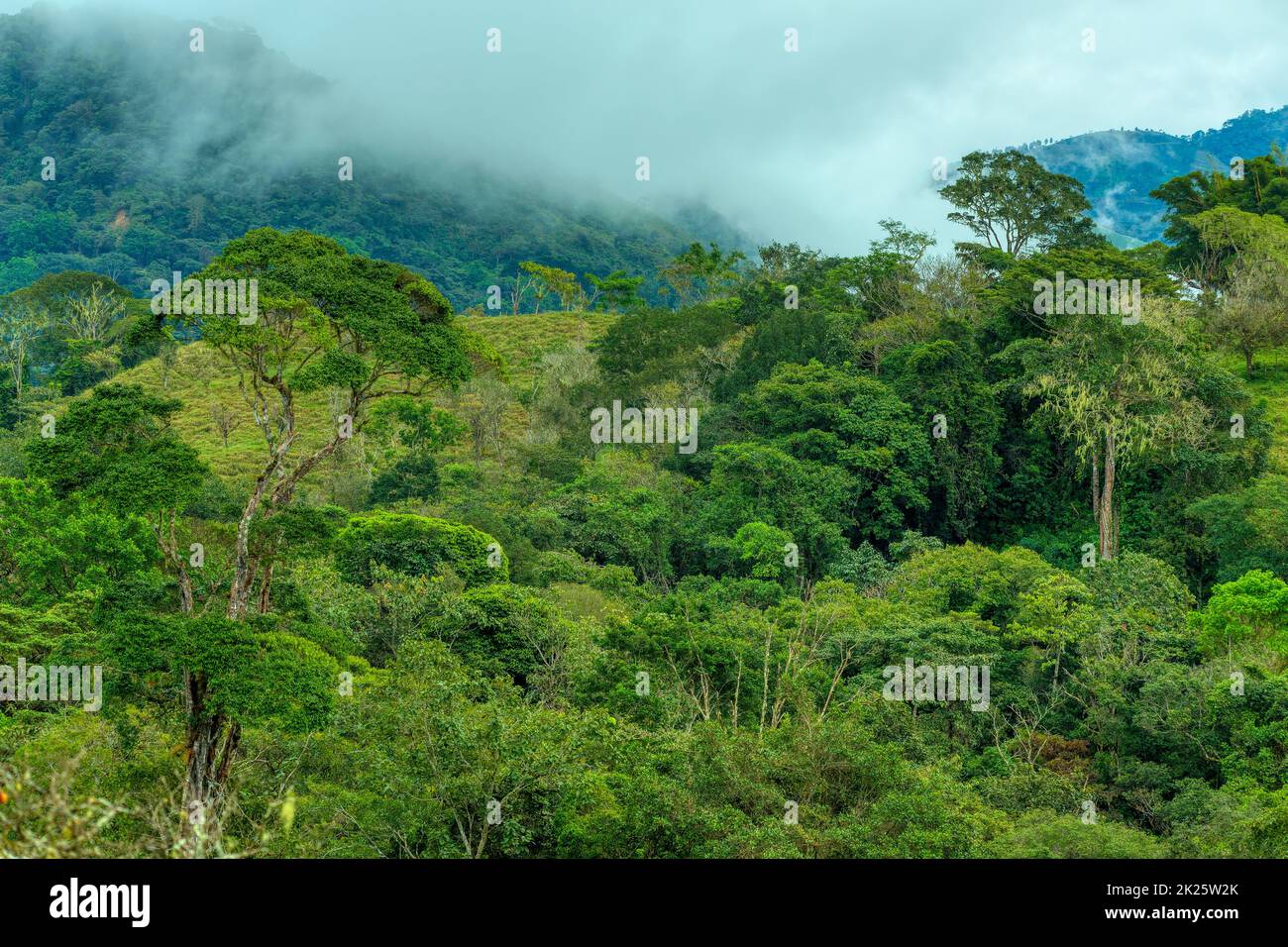 Tropischer regenwald -Fotos und -Bildmaterial in hoher Auflösung – Alamy