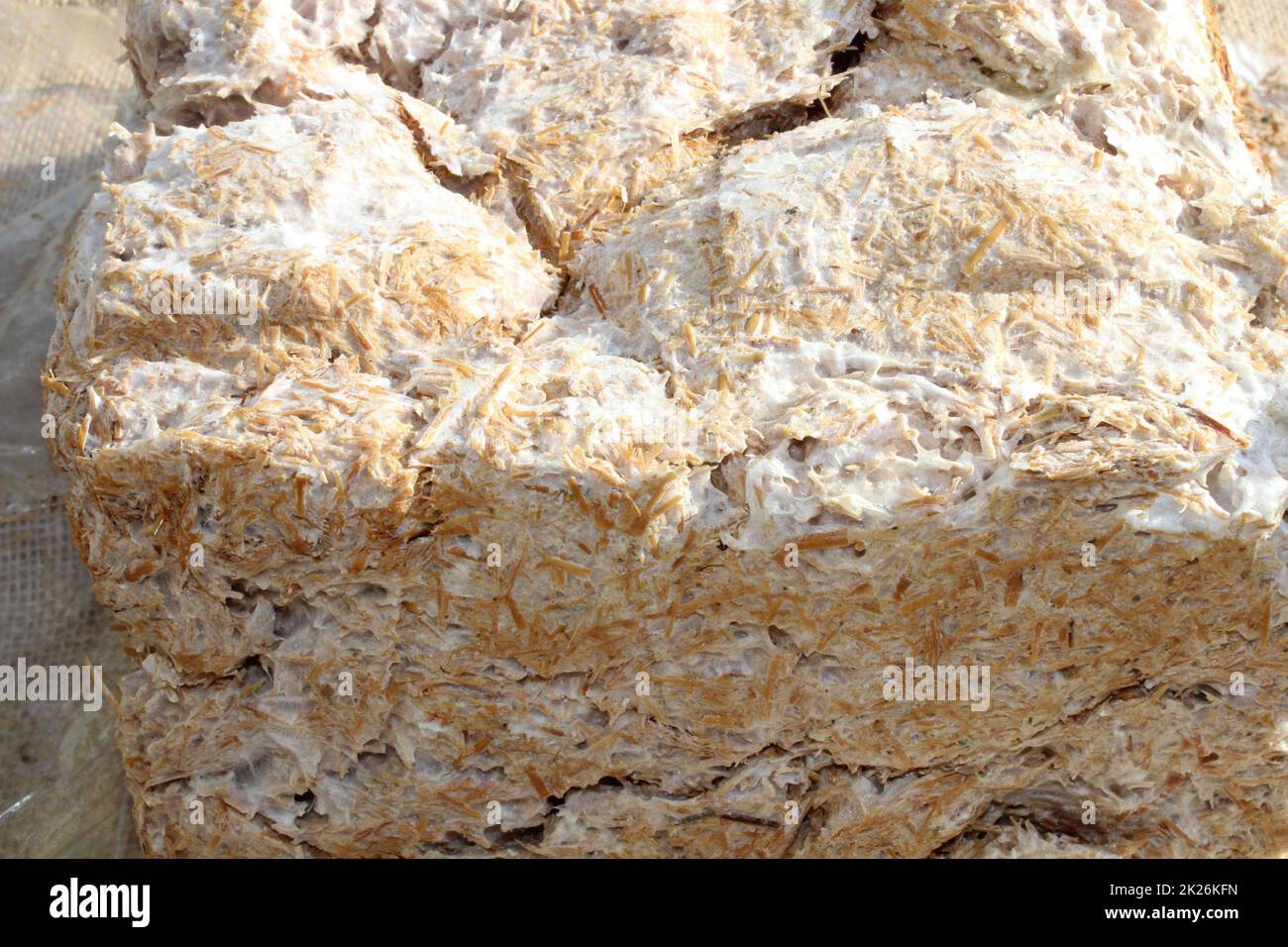 Myzel substrat -Fotos und -Bildmaterial in hoher Auflösung – Alamy
