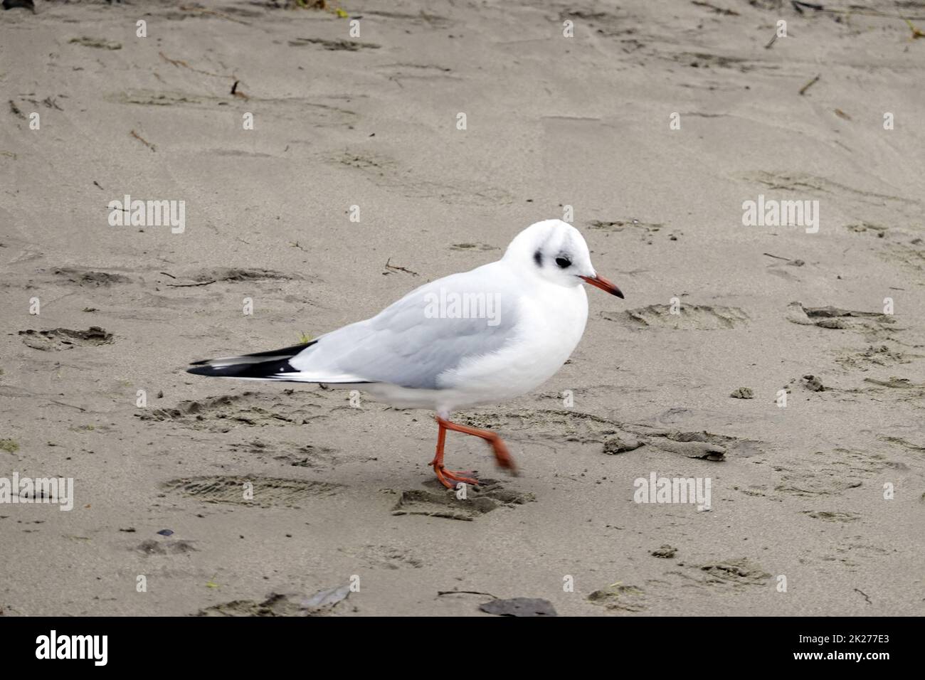 Syn larus -Fotos und -Bildmaterial in hoher Auflösung – Alamy
