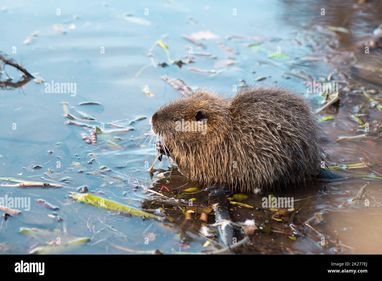 Nutria, coypu pflanbivore, semiaquatische Nagetiere Mitglied der ...