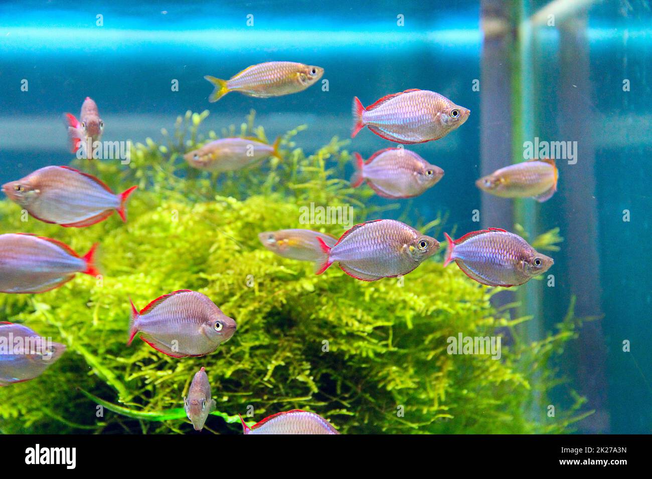 Schönes Aquarium mit bunten Fischen und Unterwasserpflanzen ...