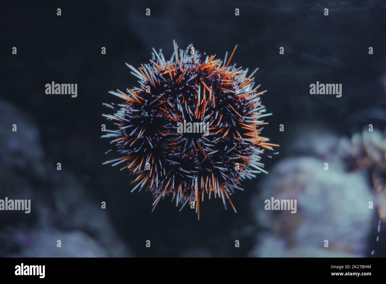 Reef urchin -Fotos und -Bildmaterial in hoher Auflösung – Alamy