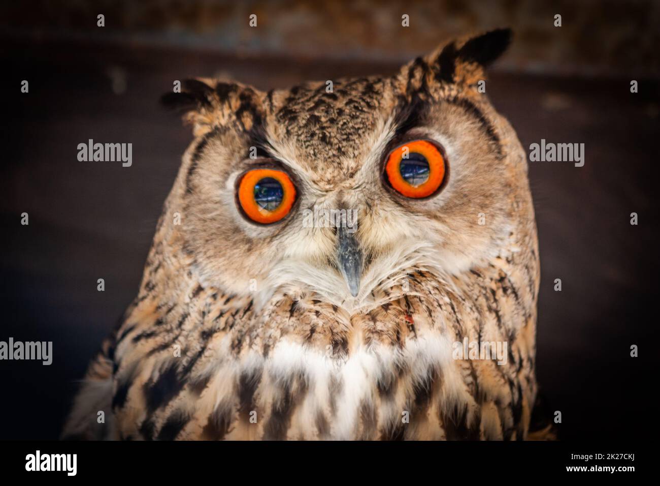 Lustige eule -Fotos und -Bildmaterial in hoher Auflösung – Alamy