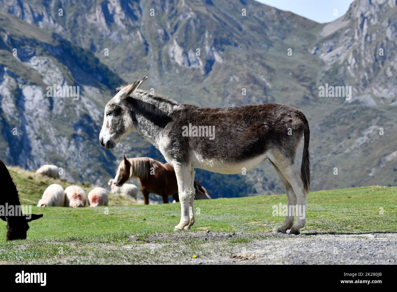 Halbwilde Esel am Col du Soulor in den pyrenäen, die an Frankreich und ...