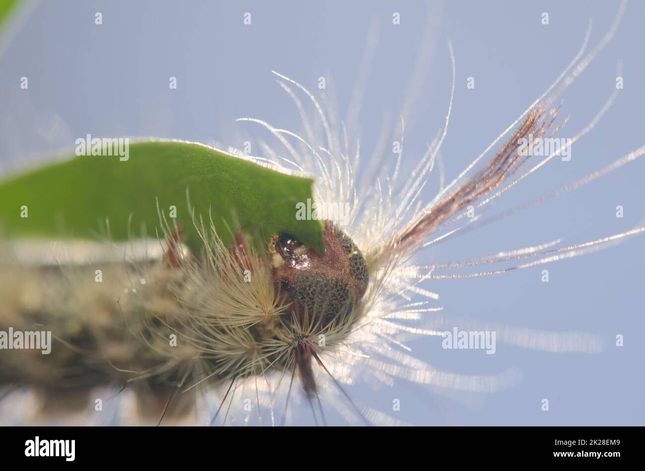 Calliteara fortunata -Fotos und -Bildmaterial in hoher Auflösung – Alamy