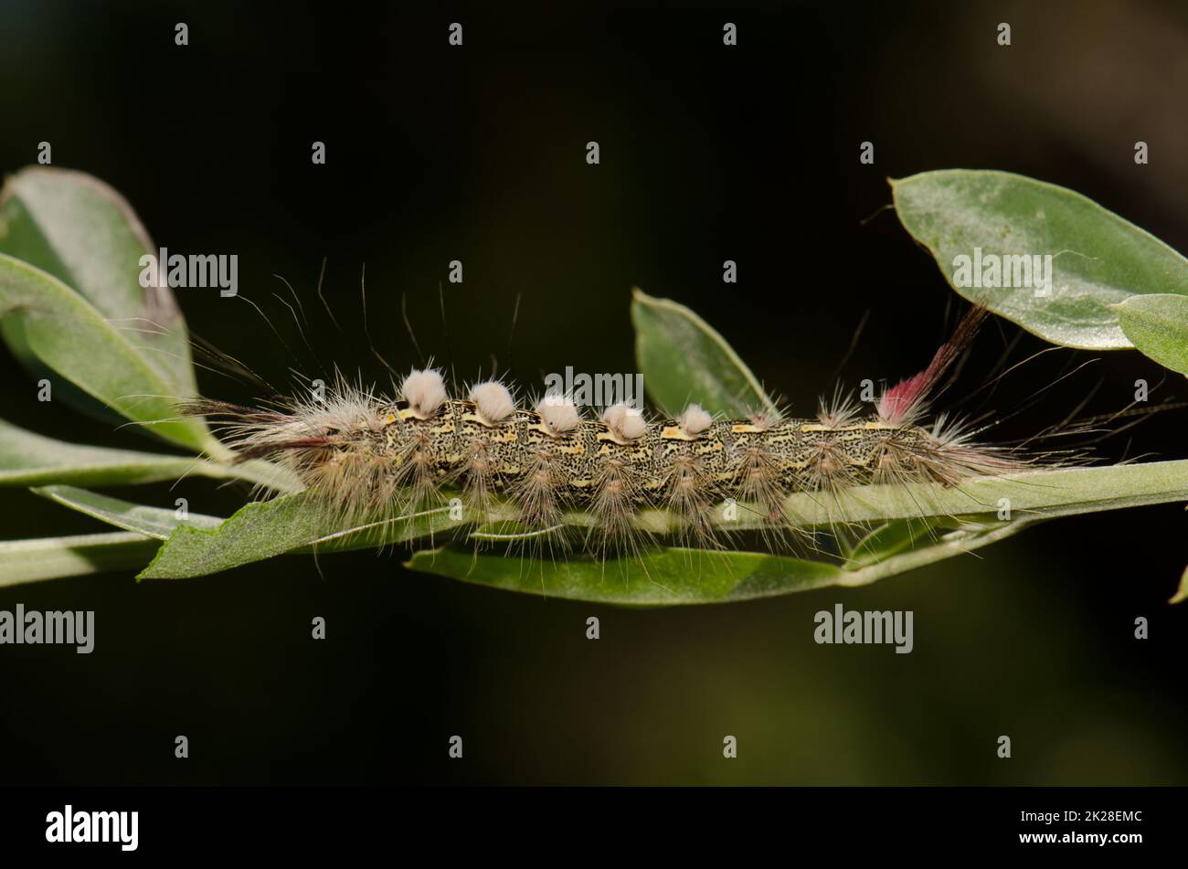 Calliteara fortunata -Fotos und -Bildmaterial in hoher Auflösung – Alamy