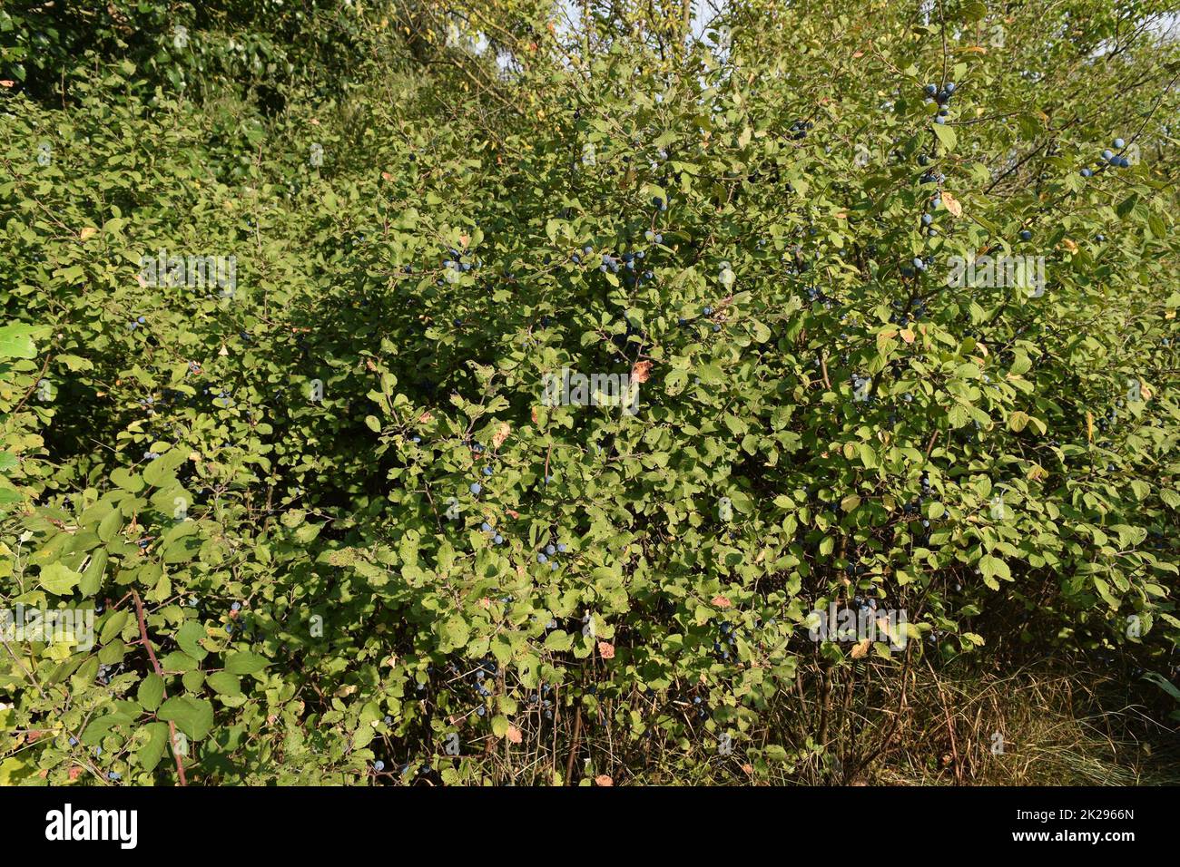 Ackerbau ackerbau anbauen anbauen anbau anbauen anbauen anbauen anbauen ...