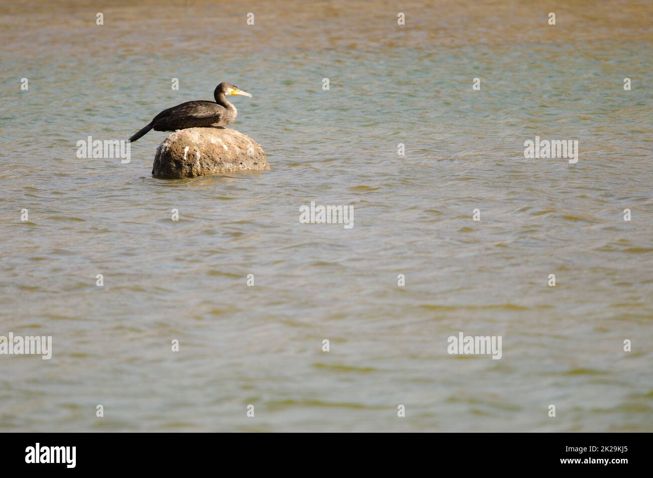 Ruhe am teich kormoran -Fotos und -Bildmaterial in hoher Auflösung – Alamy