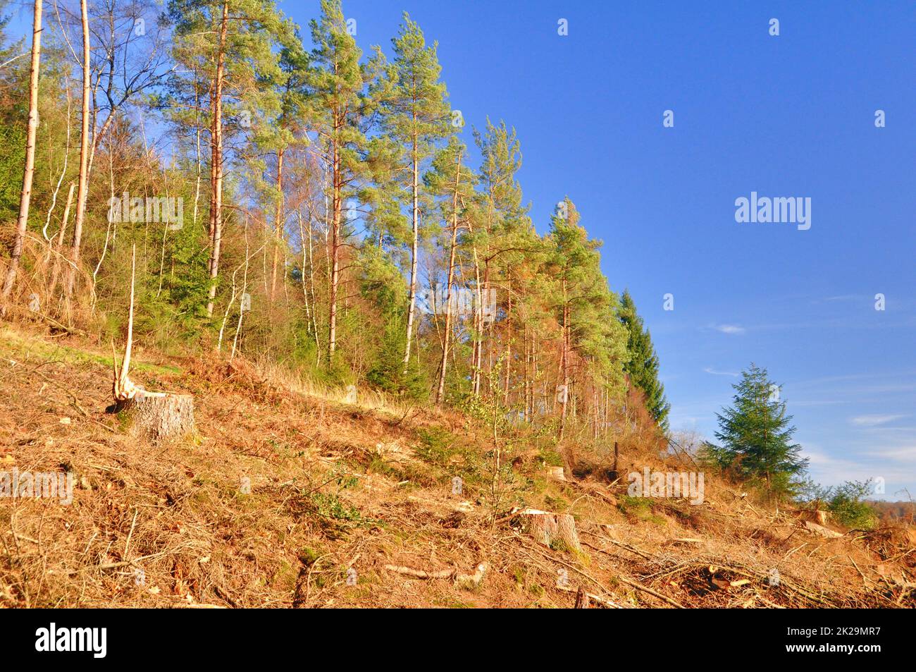 Waldsterbenbaum -Fotos und -Bildmaterial in hoher Auflösung – Alamy