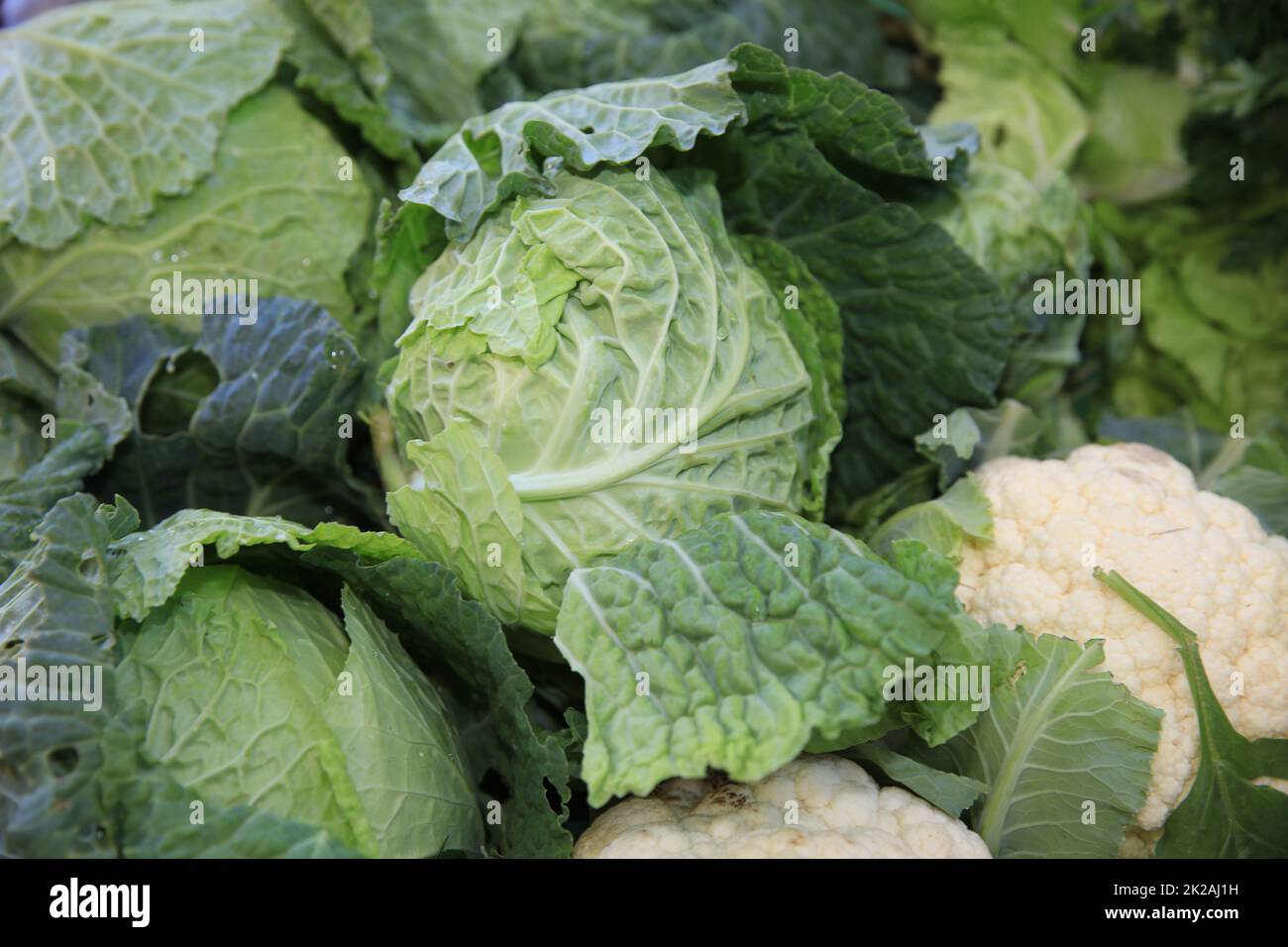 Blumenkohl im freien -Fotos und -Bildmaterial in hoher Auflösung – Alamy