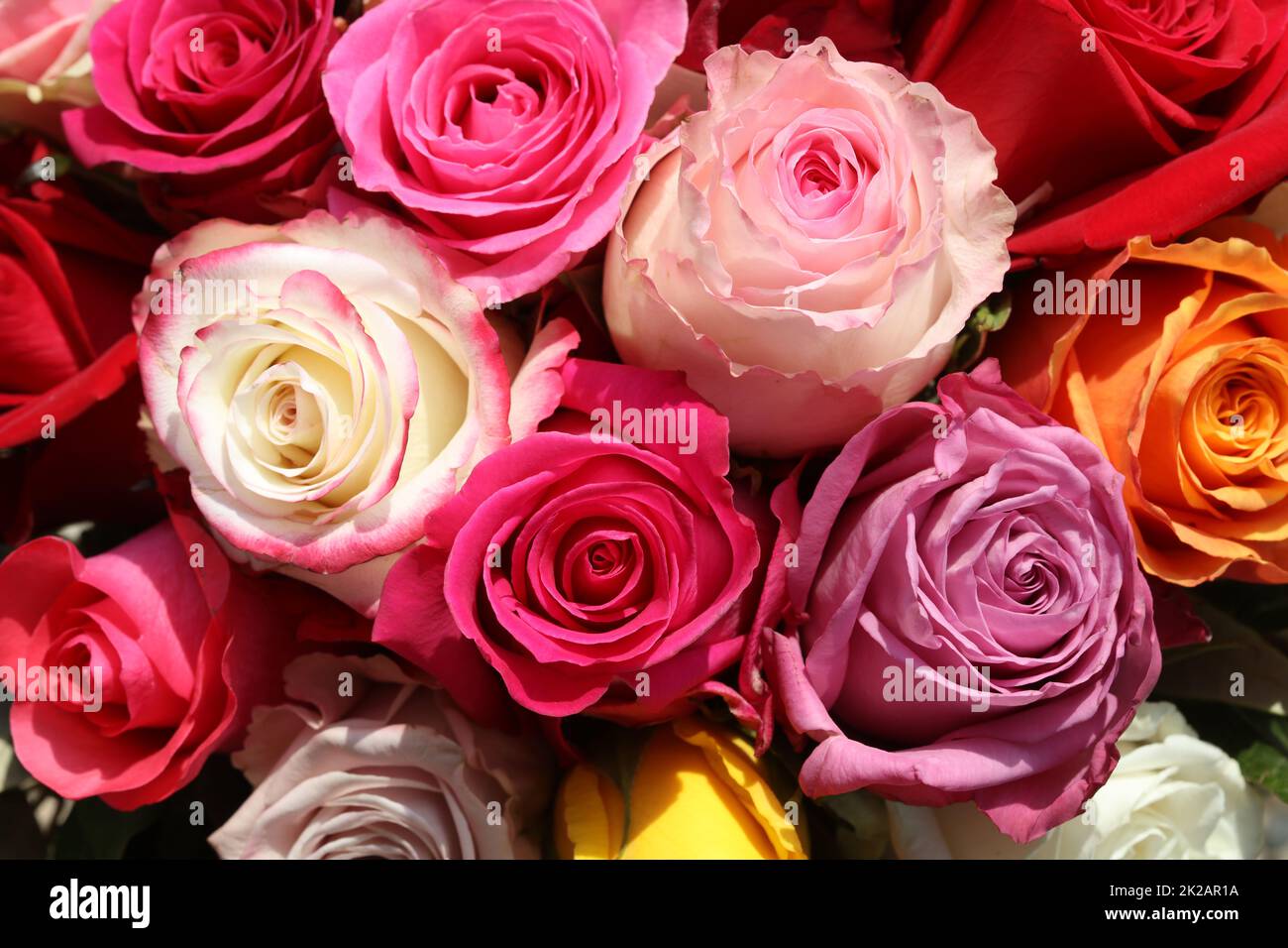 Vitale rosen -Fotos und -Bildmaterial in hoher Auflösung – Alamy