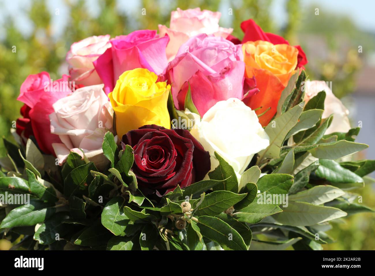 Vitale rosen -Fotos und -Bildmaterial in hoher Auflösung – Alamy