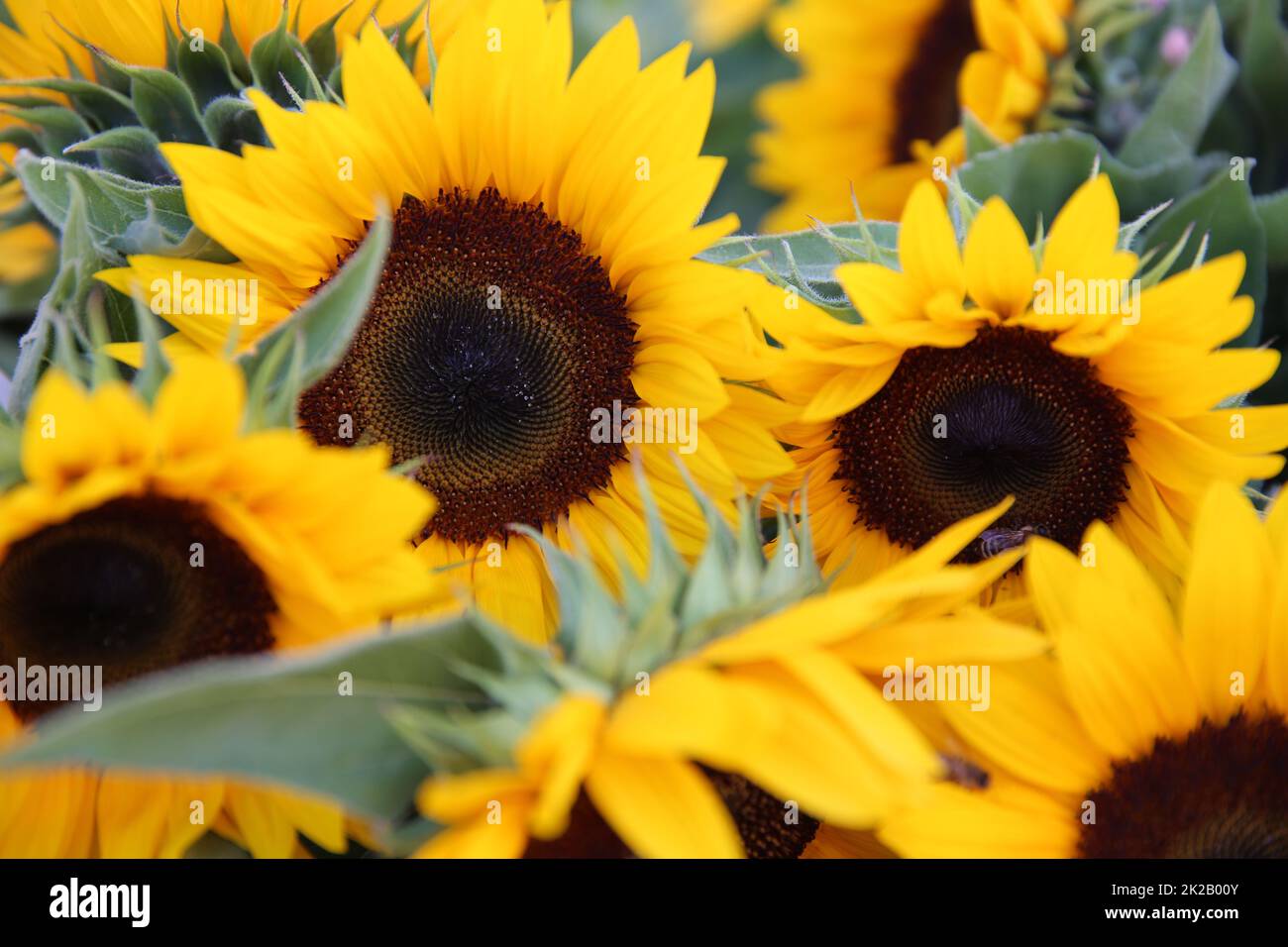Flowers daisy family -Fotos und -Bildmaterial in hoher Auflösung – Alamy