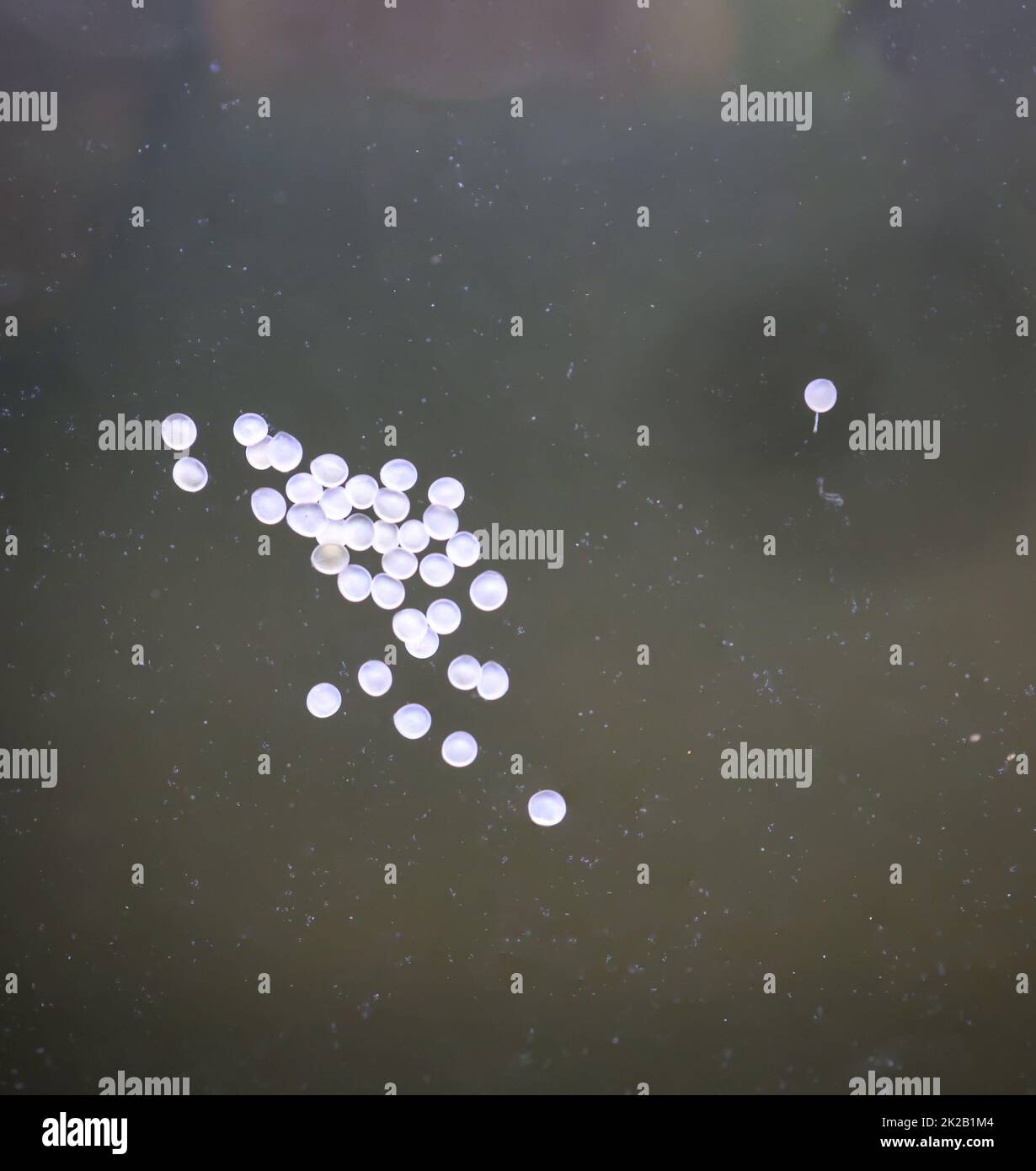 Die Eier, die Laichen gepanzerter Welse, sind an einer Aquariumscheibe ...