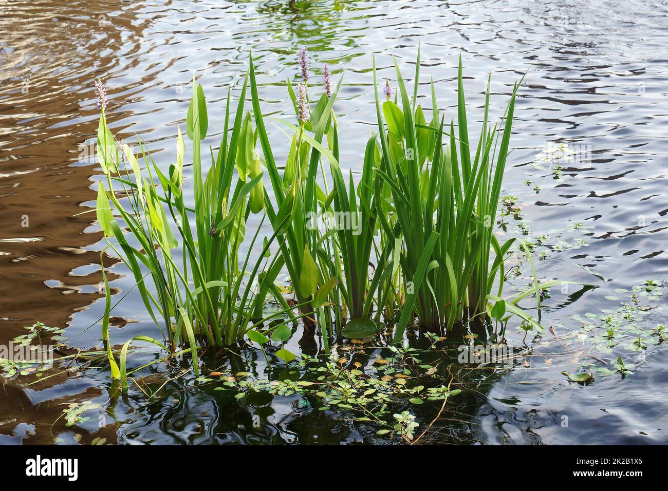 Pickerelweed pontederia cordata -Fotos und -Bildmaterial in hoher ...