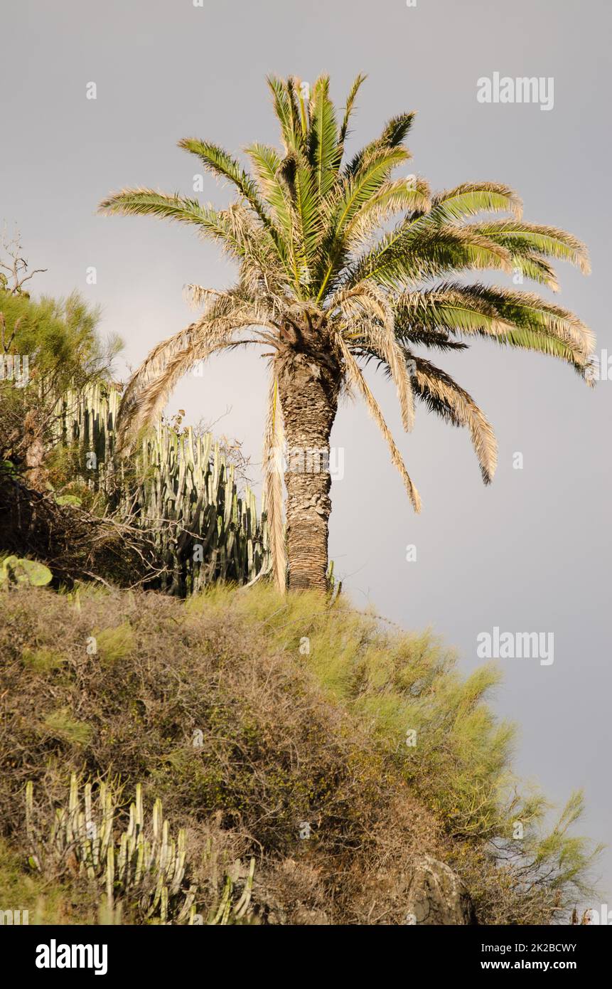Canary island date palm phoenix canariensis -Fotos und -Bildmaterial in hoher Auflösung – Alamy