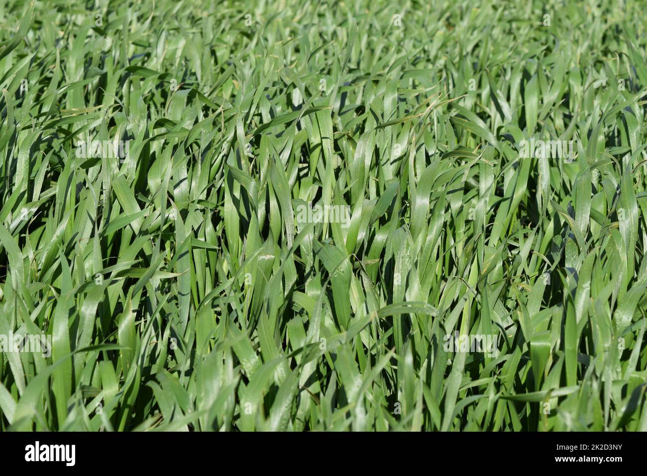 Neue gerste -Fotos und -Bildmaterial in hoher Auflösung – Alamy