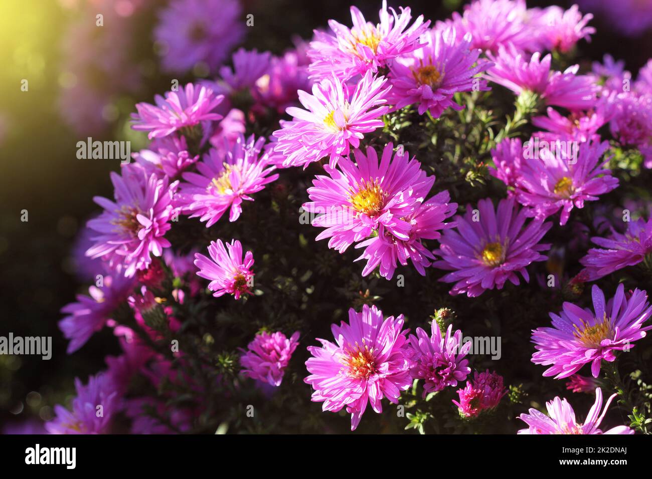 Chrysantheme im garten -Fotos und -Bildmaterial in hoher Auflösung – Alamy