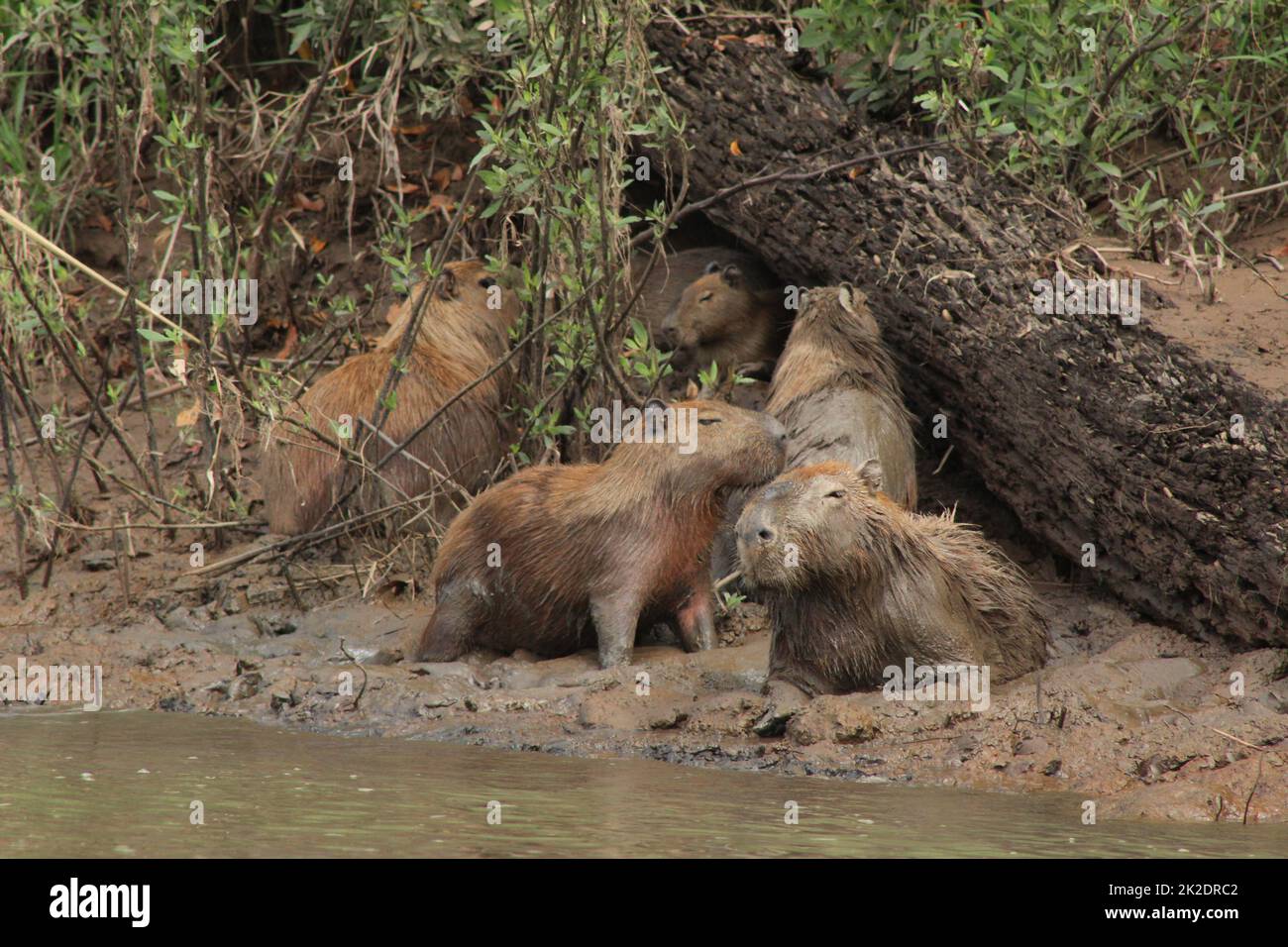 Capybara familie -Fotos und -Bildmaterial in hoher Auflösung – Alamy