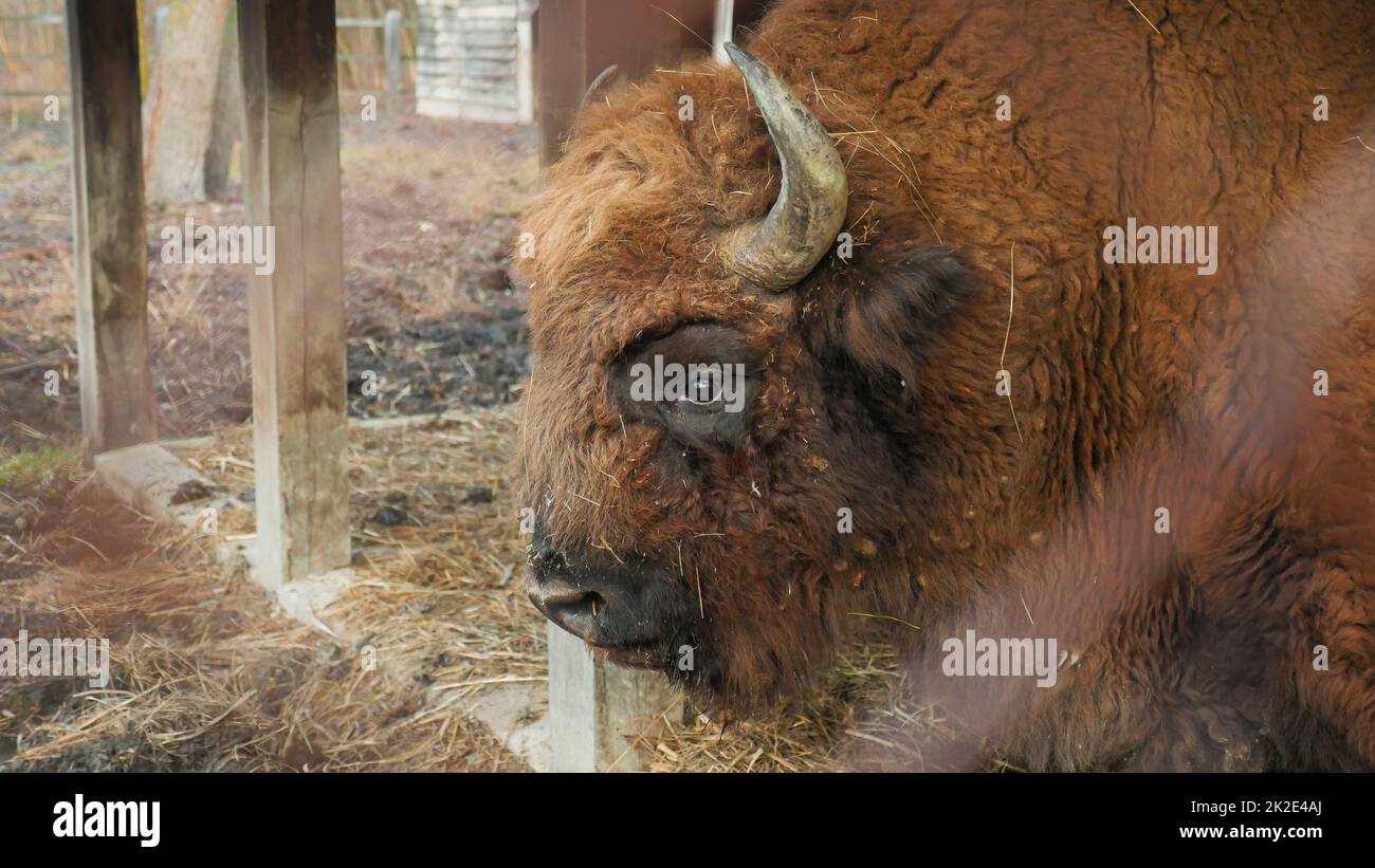 Riesiger bison -Fotos und -Bildmaterial in hoher Auflösung – Alamy