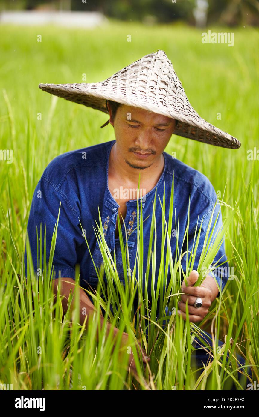 Landwirt getreide ernten -Fotos und -Bildmaterial in hoher Auflösung ...