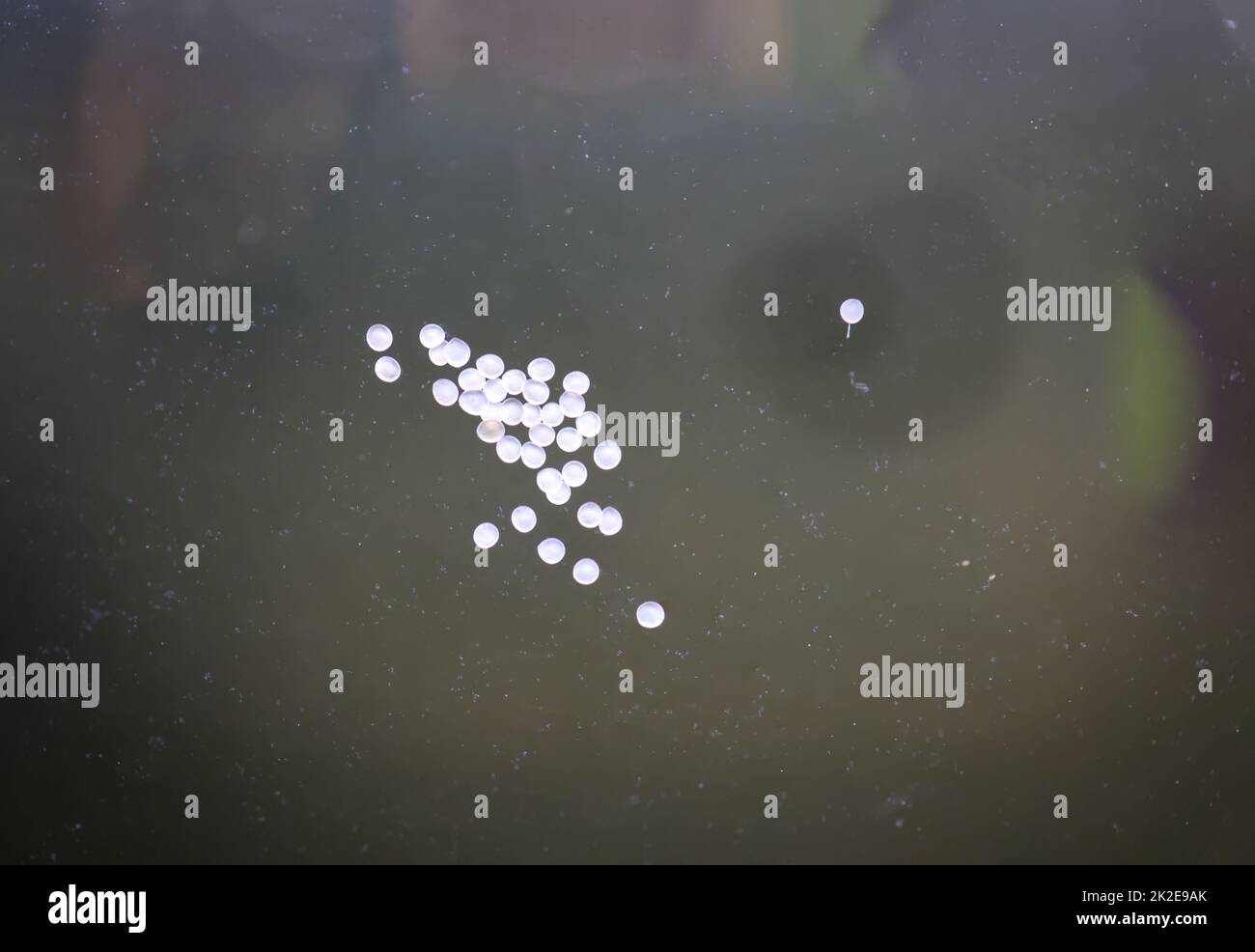 Die Eier, die Laichen gepanzerter Welse, sind an einer Aquariumscheibe ...