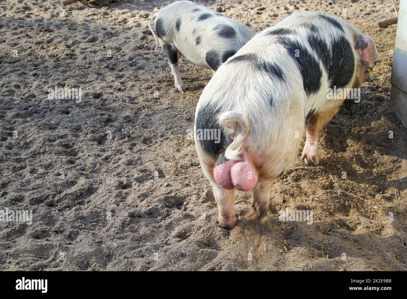 Das Hinterteil eines Ebers, das Hodensack eines Ebers, ein Zuchtschwein Stockfotografie - Alamy