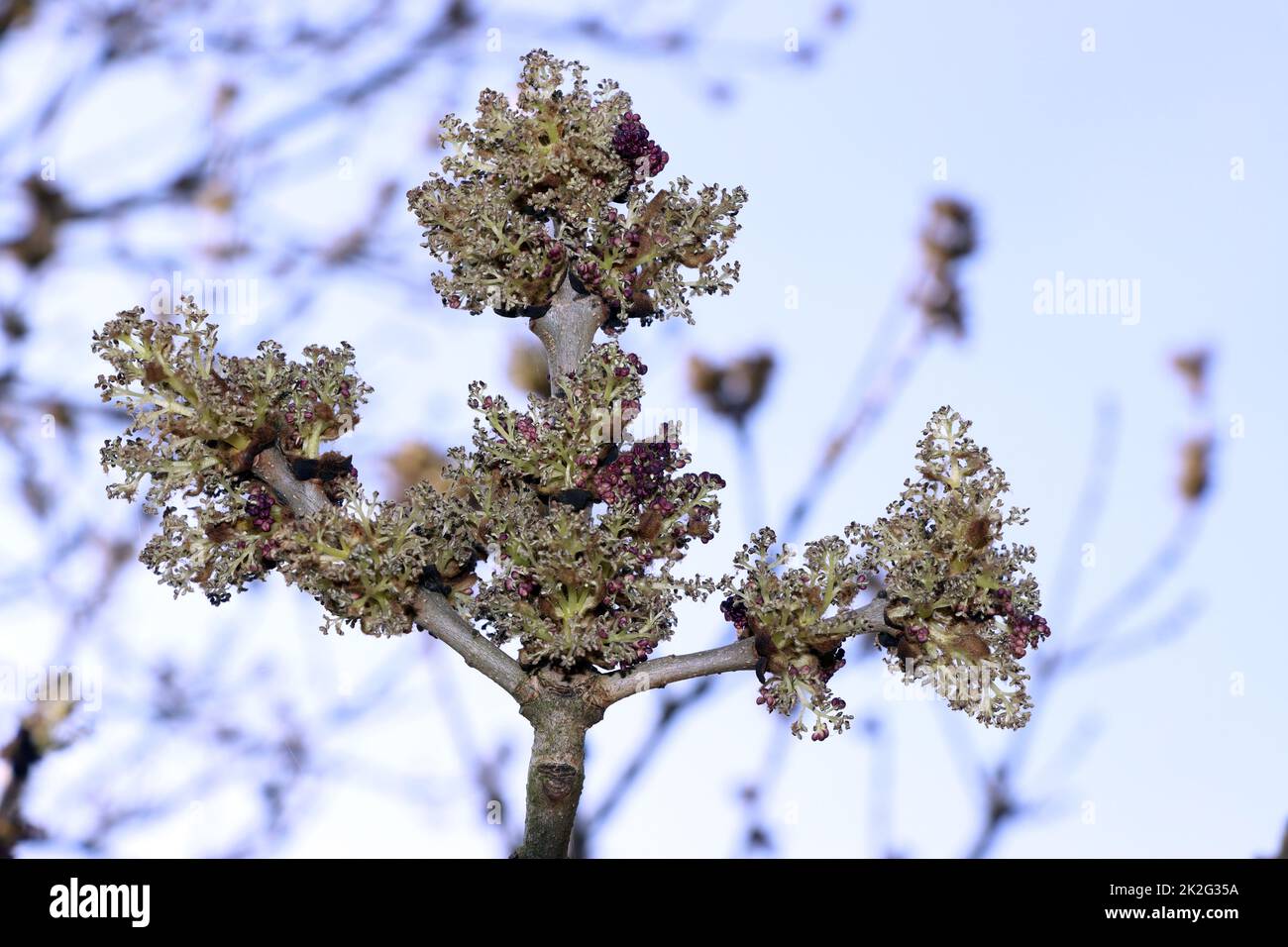 Fraxinus excelsior knospe -Fotos und -Bildmaterial in hoher Auflösung ...