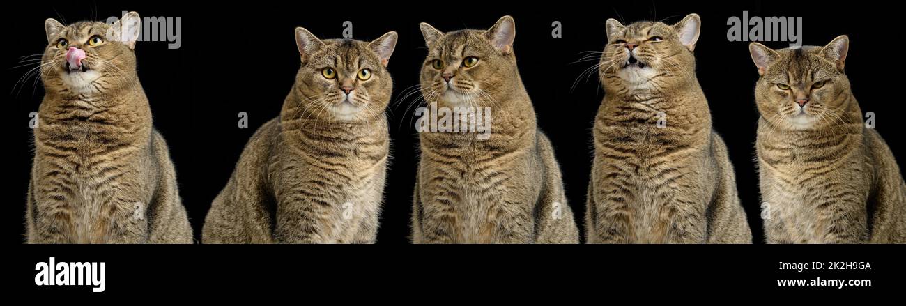 Emociones de los animales -Fotos und -Bildmaterial in hoher Auflösung ...