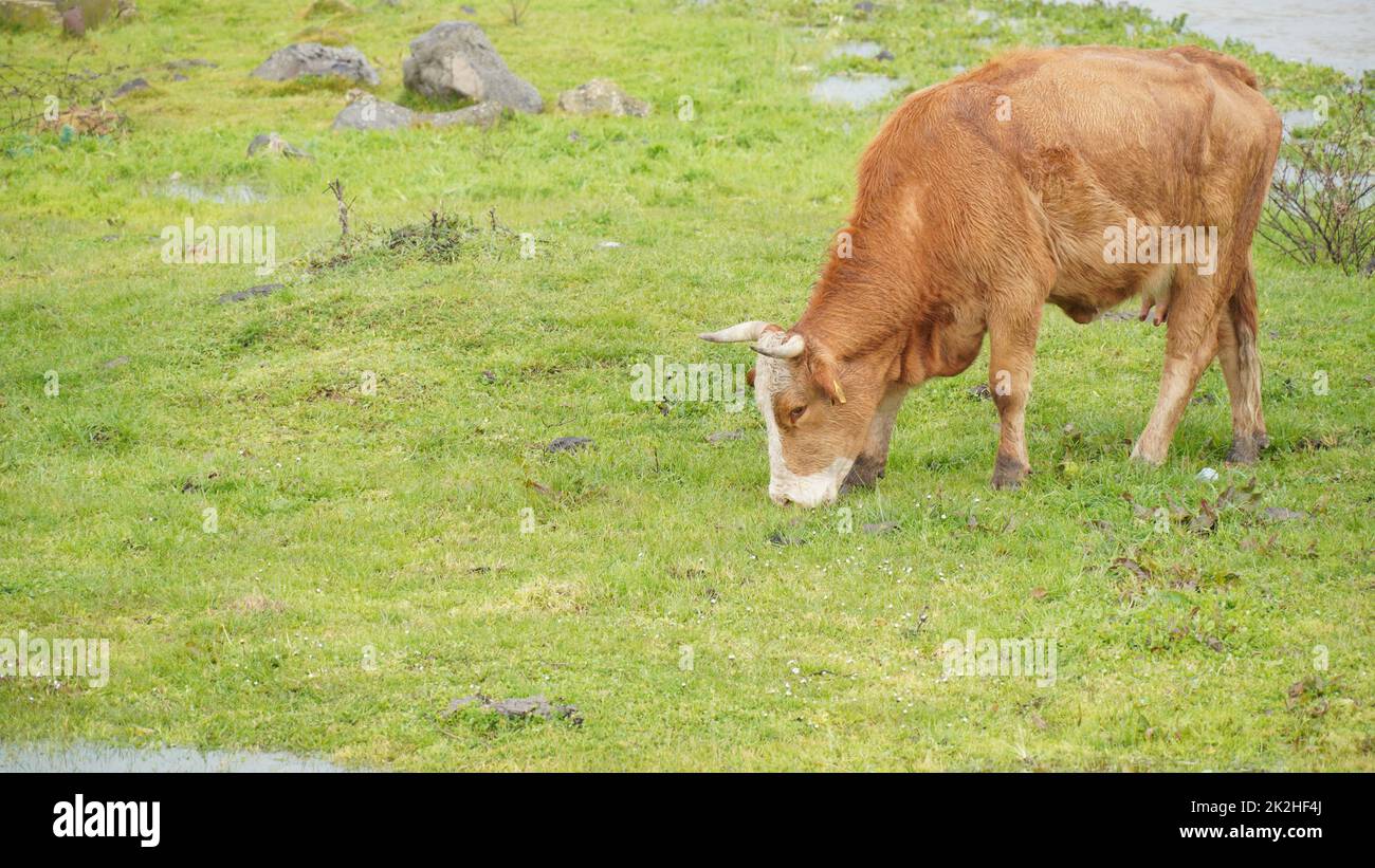 Heck cattle -Fotos und -Bildmaterial in hoher Auflösung – Alamy
