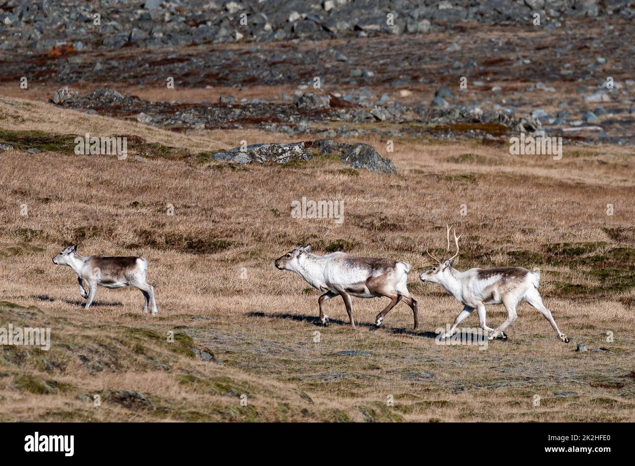 Hirsch island -Fotos und -Bildmaterial in hoher Auflösung – Alamy