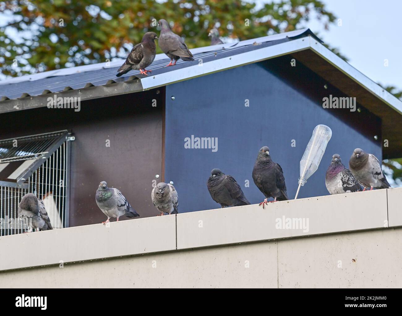 Bernau, Deutschland. 20. September 2022. Tauben stehen am Eingang zum ...
