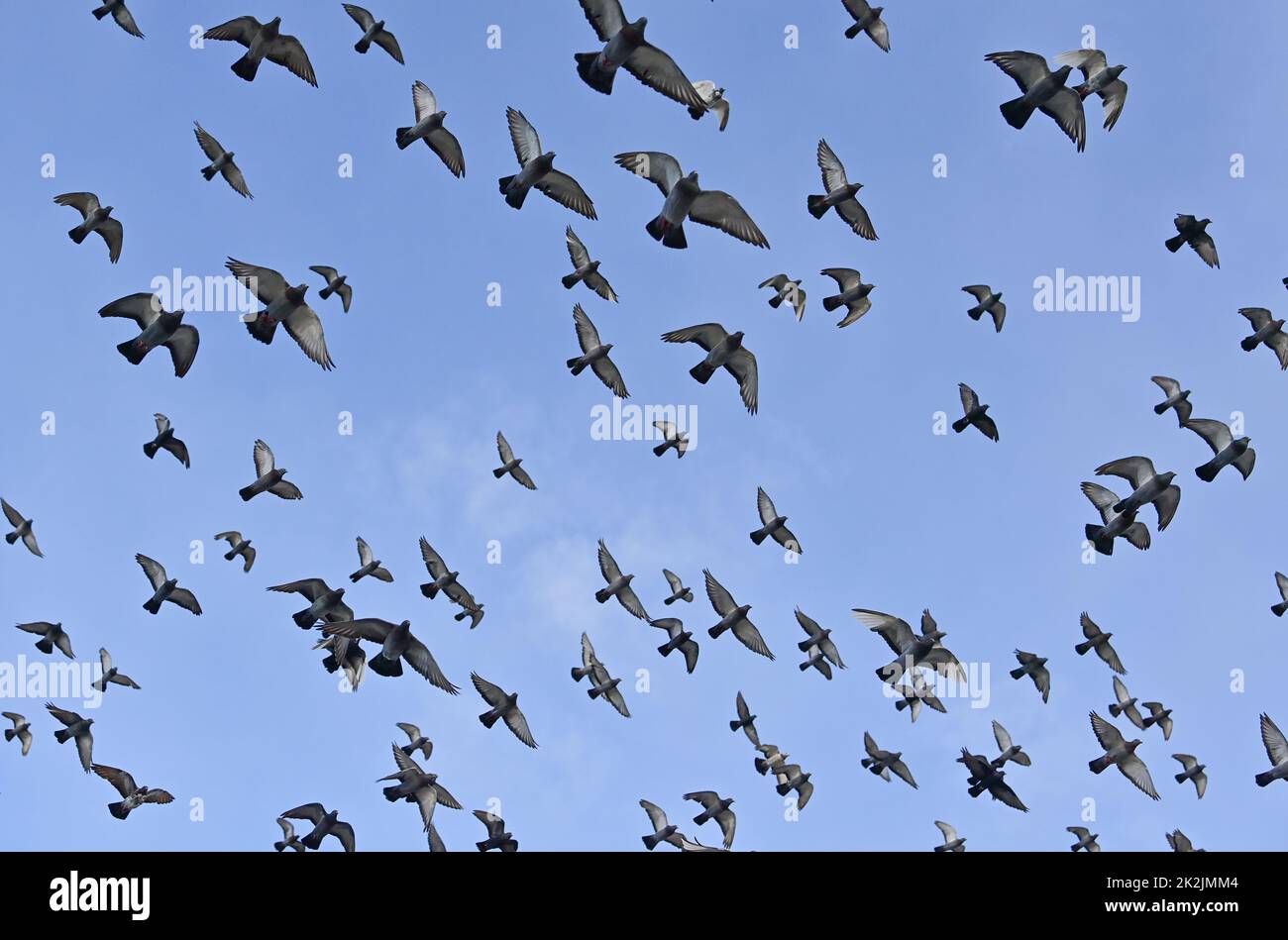 Bernau, Deutschland. 20. September 2022. Viele Tauben fliegen am blauen ...