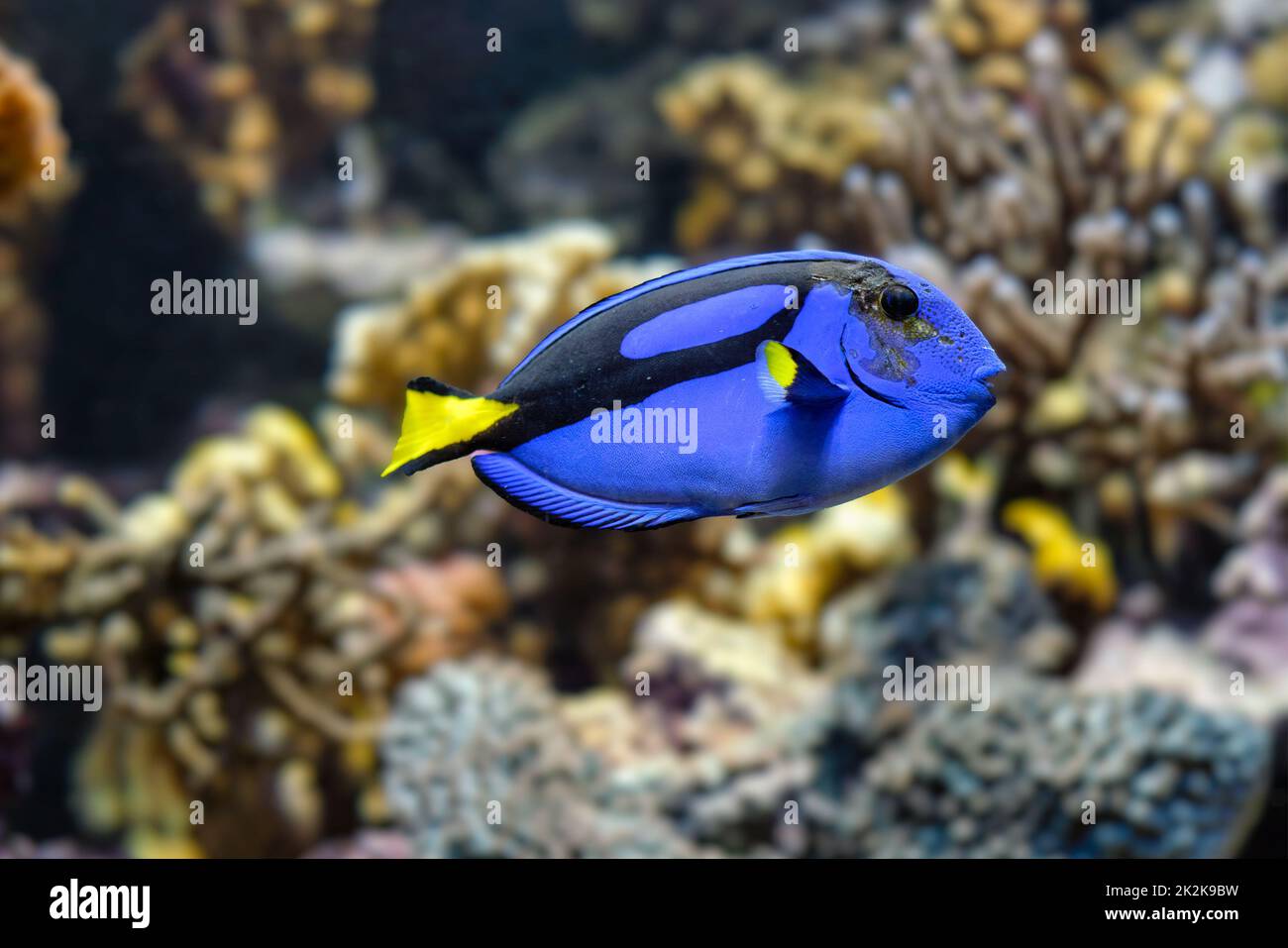 Blauer flusspferd oder palete surgeonfish paracanthurus hepatus meer ...