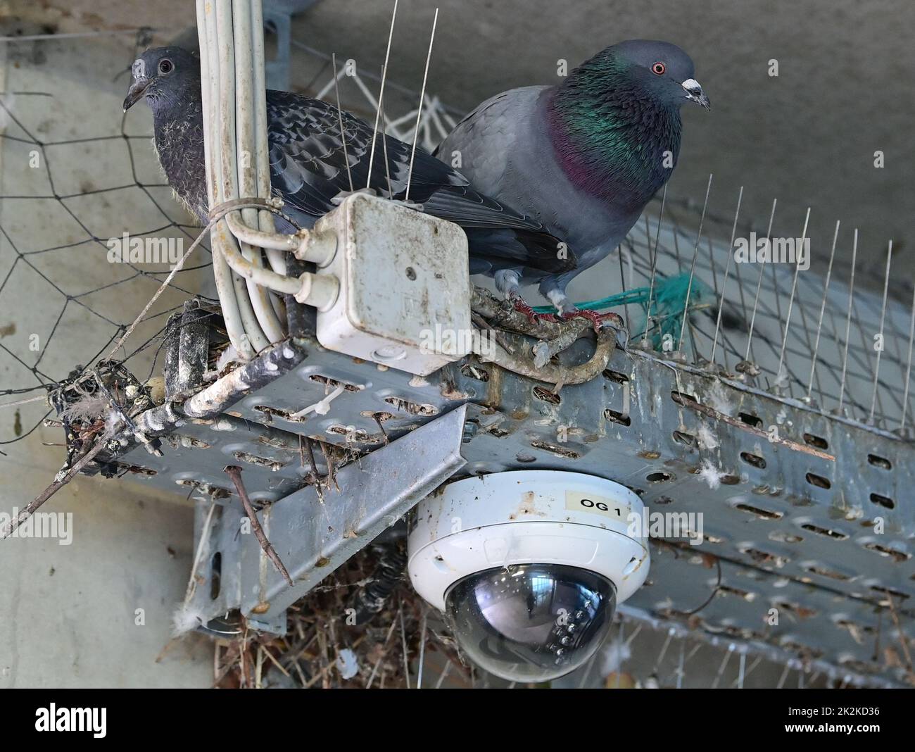 Bernau, Deutschland. 20. September 2022. Tauben stehen auf Seilbahnen ...