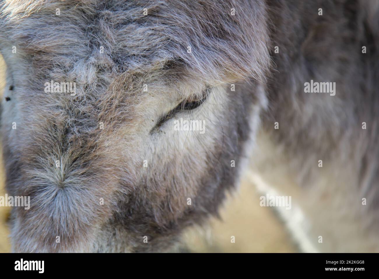 Esel und eine ziege -Fotos und -Bildmaterial in hoher Auflösung – Alamy