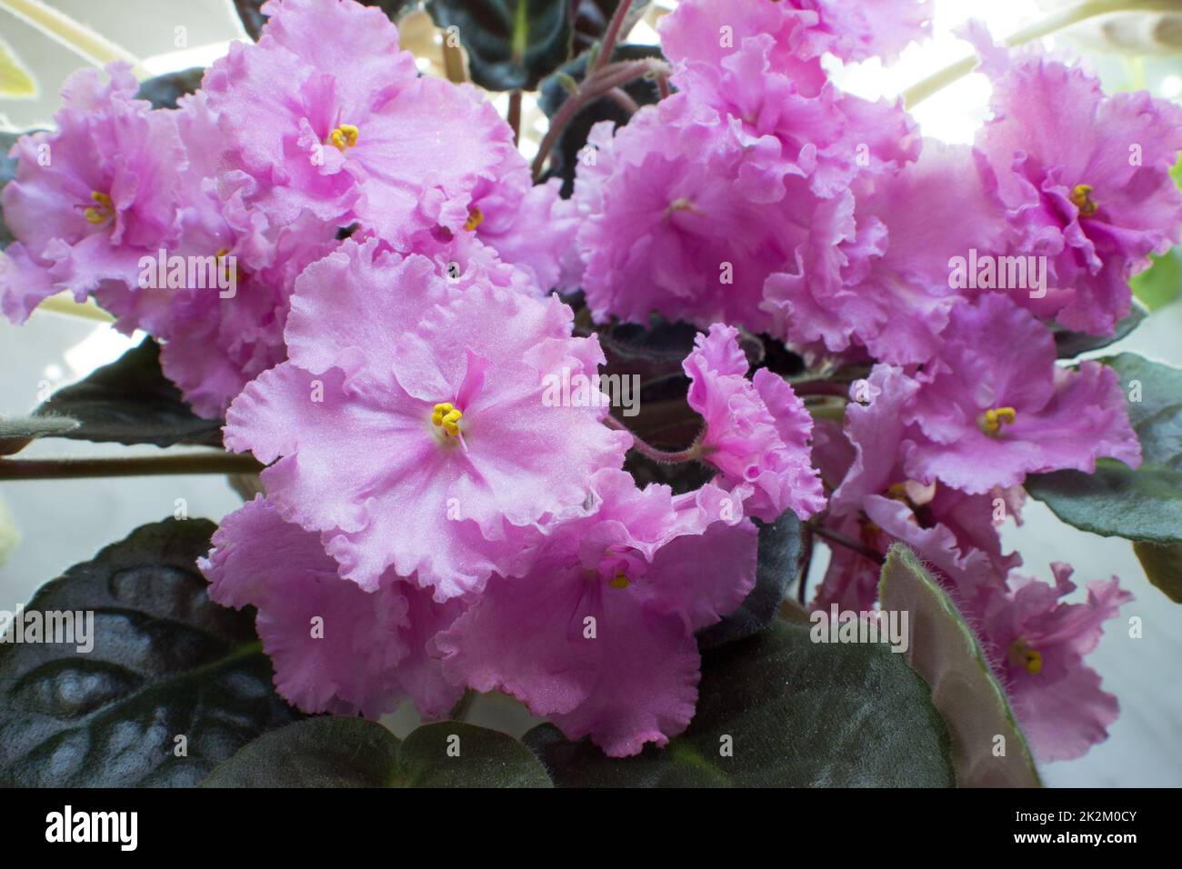 Zwei lila veilchen -Fotos und -Bildmaterial in hoher Auflösung – Alamy