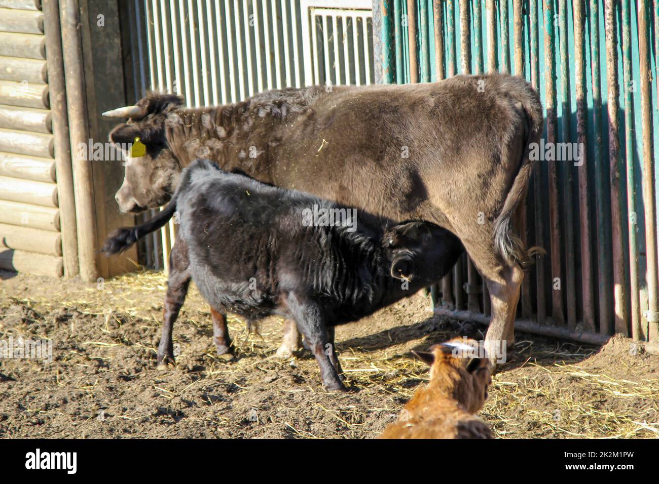 Kalb melken kuh -Fotos und -Bildmaterial in hoher Auflösung – Alamy