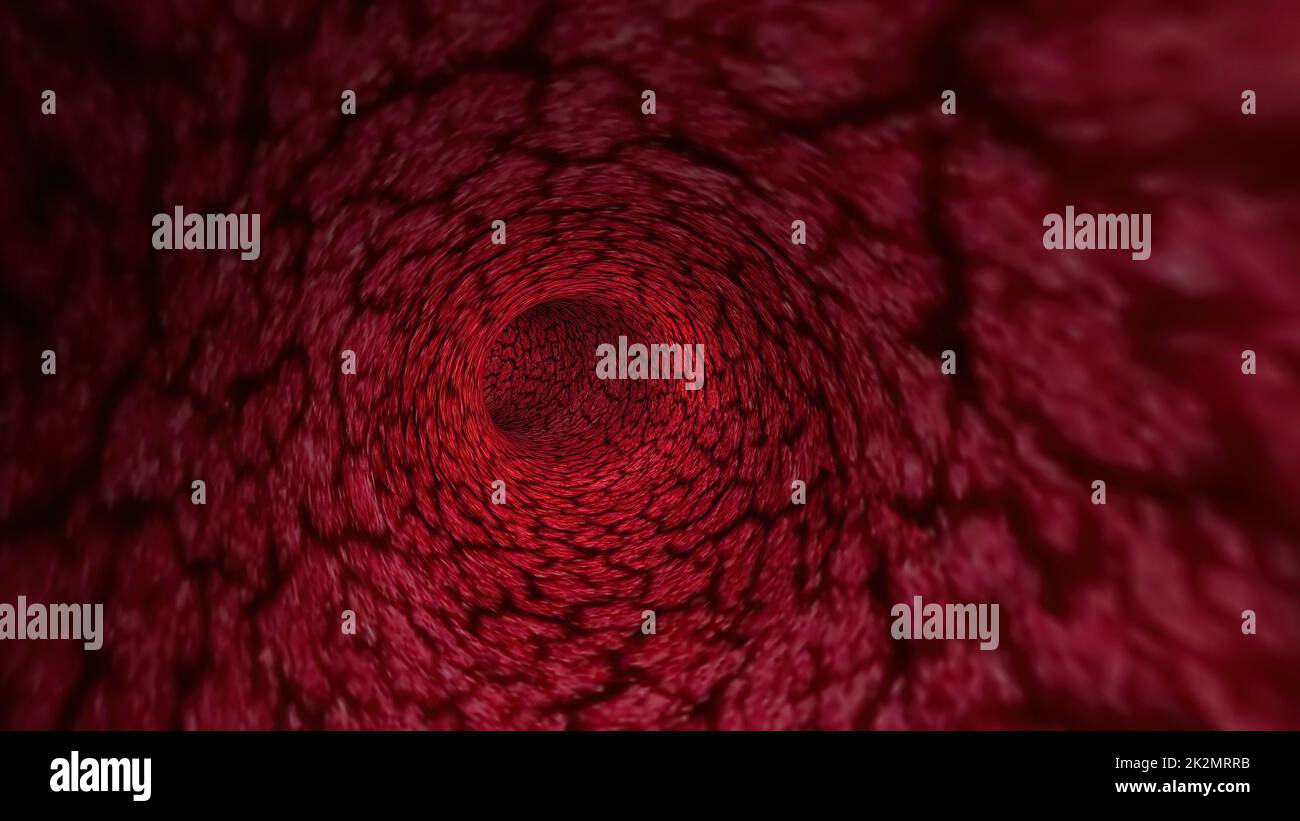 Vene 3d -Fotos und -Bildmaterial in hoher Auflösung – Alamy