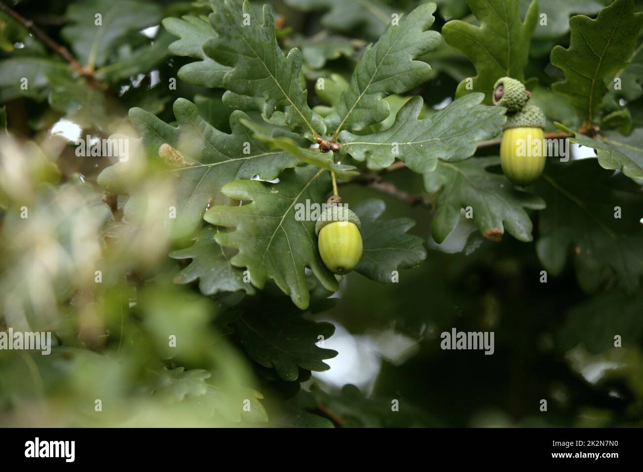 Common oak tree -Fotos und -Bildmaterial in hoher Auflösung – Alamy