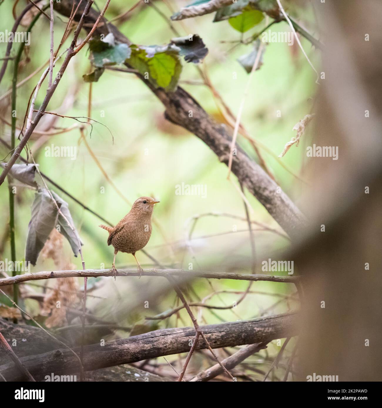 Eurasische Zunge, Troglodyten troglodyte, auf Bäumen in der Sommerzeit ...