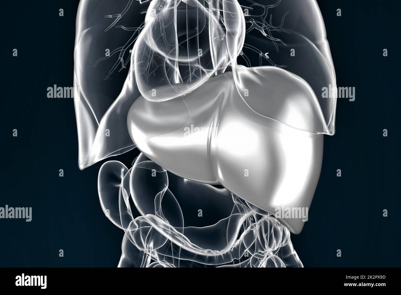 Menschliche leber -Fotos und -Bildmaterial in hoher Auflösung – Alamy