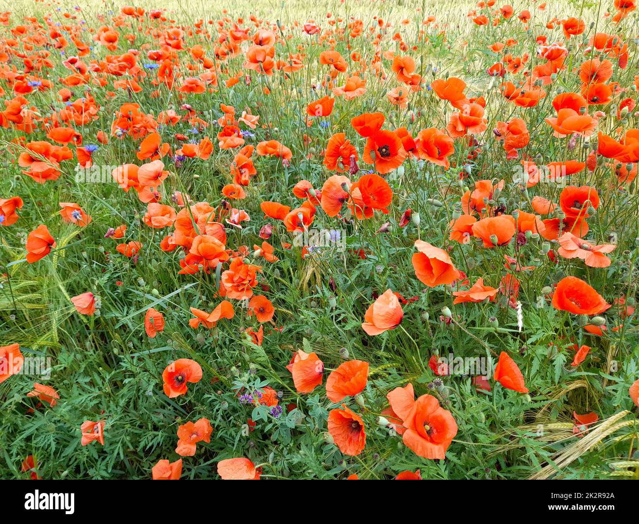 Maismohn gerstenfeld -Fotos und -Bildmaterial in hoher Auflösung – Alamy